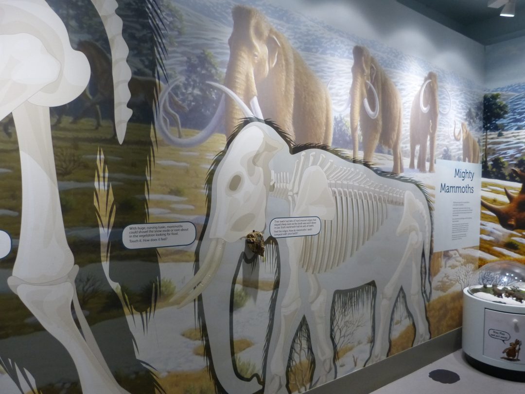 The Pleistocene Ice Age | Cambridgeshire Geological Society