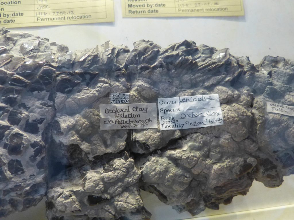 Fossils | Cambridgeshire Geological Society